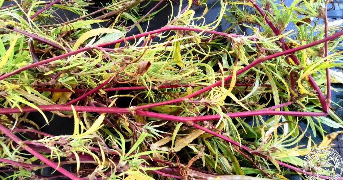 CONGO RED STEM – THE LANDRACE TEAM