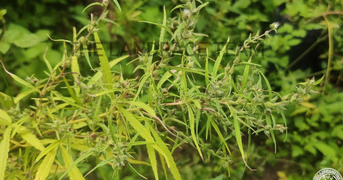 KIBUNGAN (PHILIPPINES) – THE LANDRACE TEAM