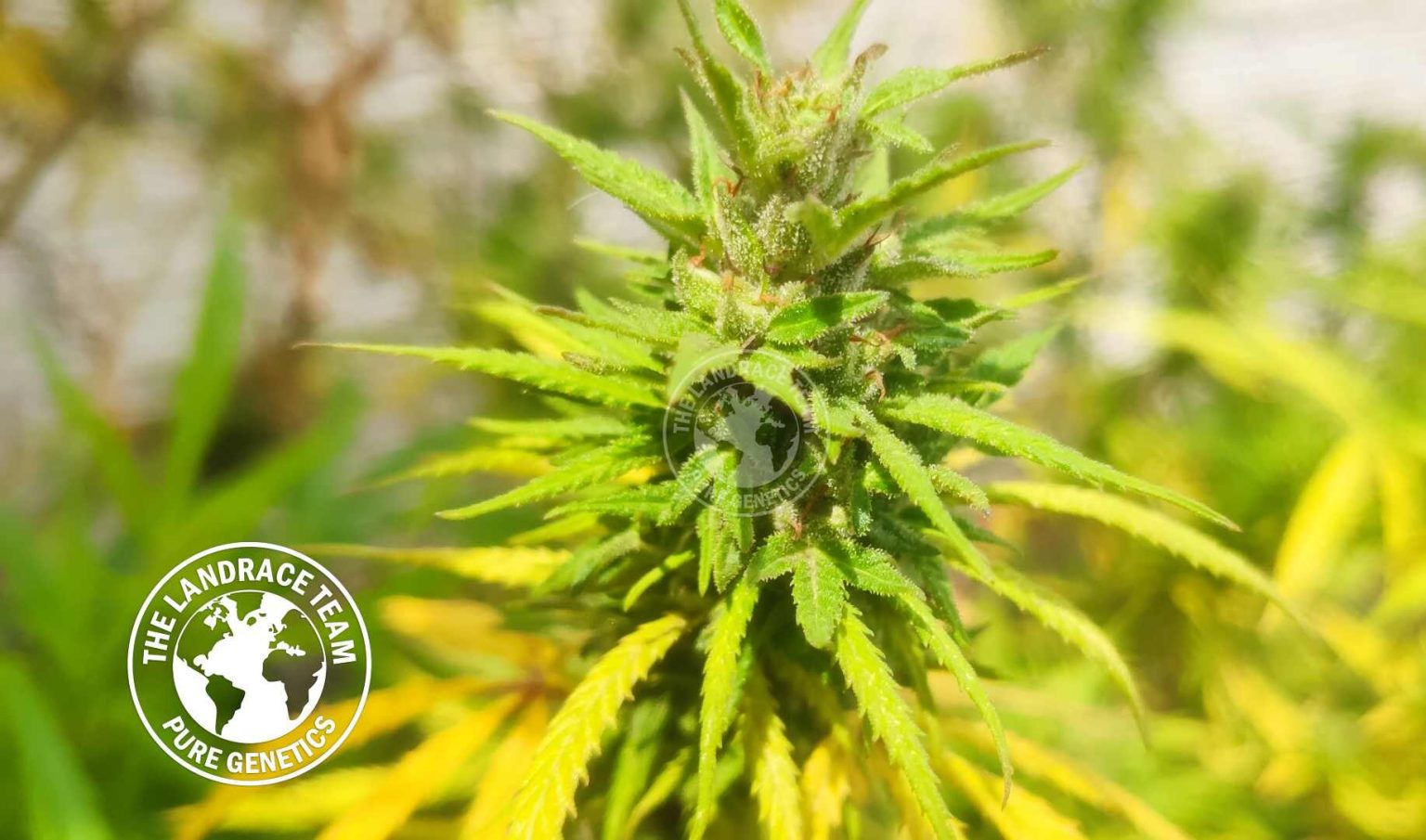 ACAPULCO GOLD – THE LANDRACE TEAM