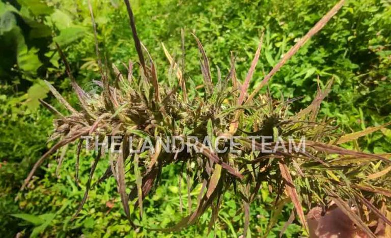 BAGUIO GOLD (PHILIPPINES)