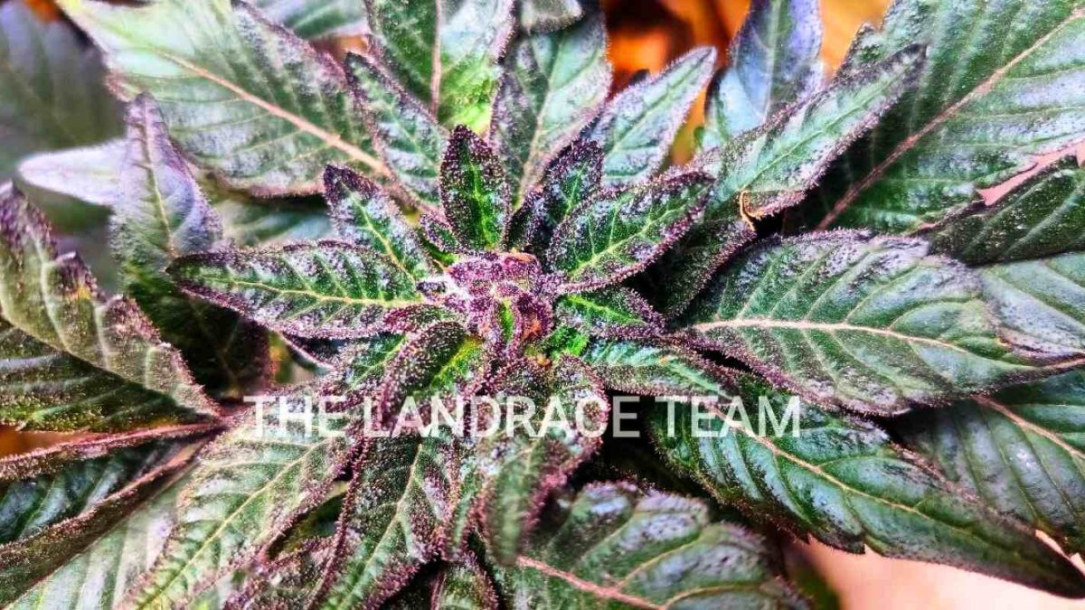 DEEP CHUNK – THE LANDRACE TEAM