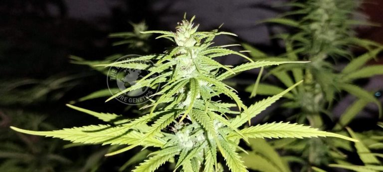 COLOMBIAN GOLD LOWLAND